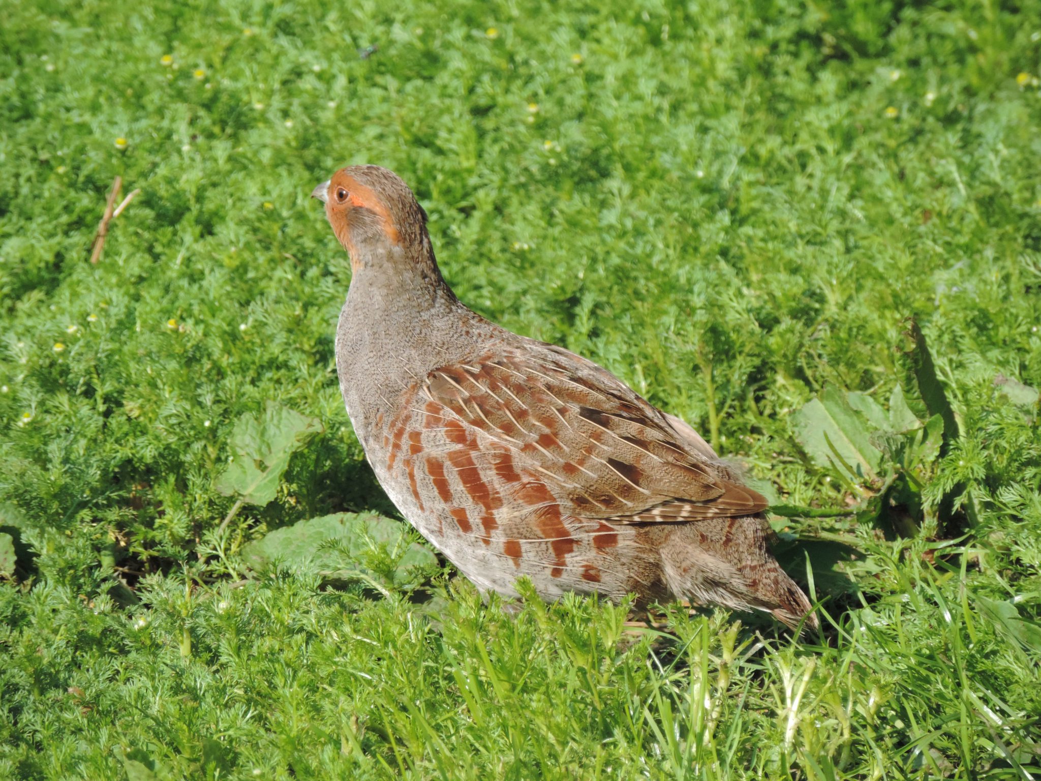 Ingeschreven dieren - Noordshow